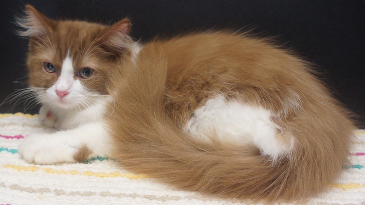Available Kittens